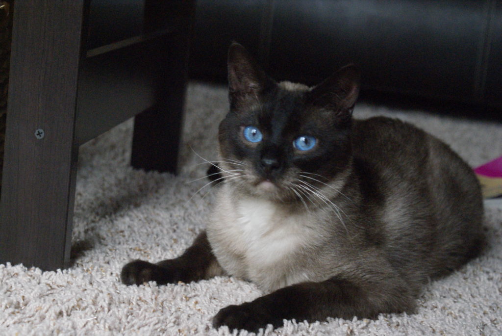 Our Cats | Mitten Kittens