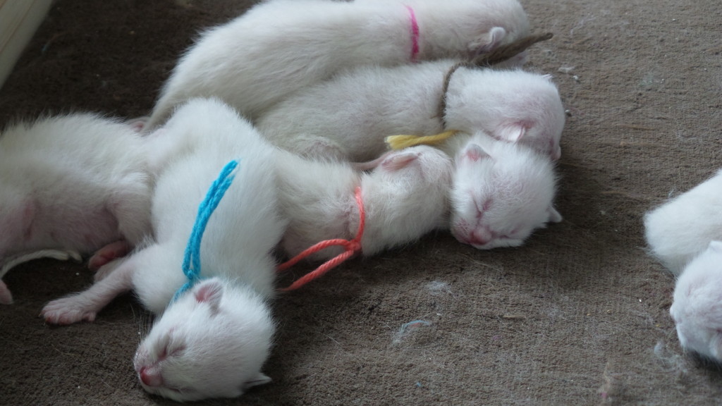 Kittens born April 30, 2016! | Mitten Kittens